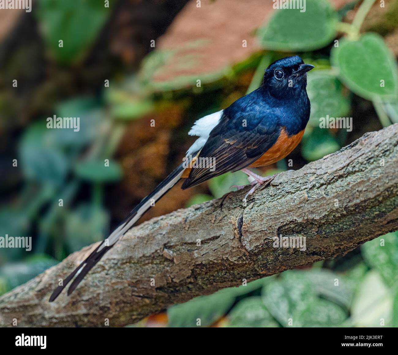 Shama bird hi-res stock photography and images - Alamy