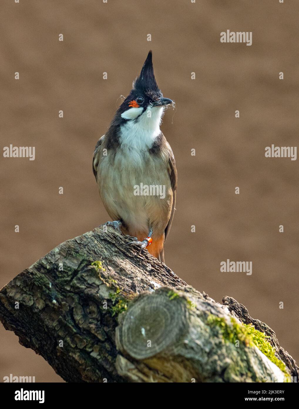 Red-whiskered Bulbul (Pycnonotus jocosus) adult, perched on tree Stock ...