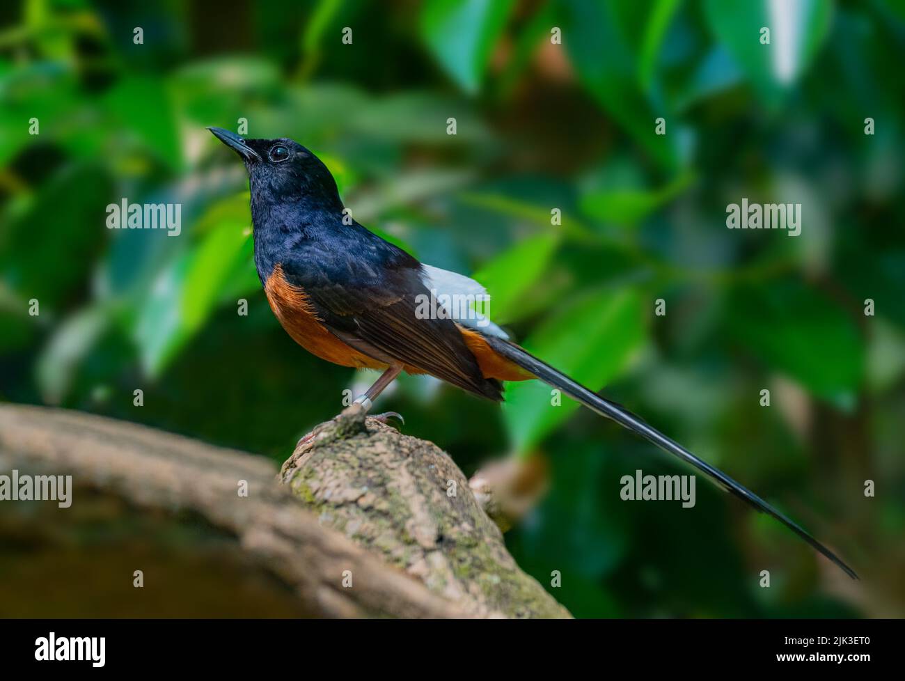 Shama bird hi-res stock photography and images - Alamy