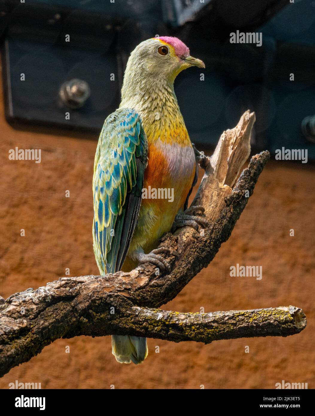 Rose-crowned fruit pigeon (Ptilinopus regina), lives in rainforest ...