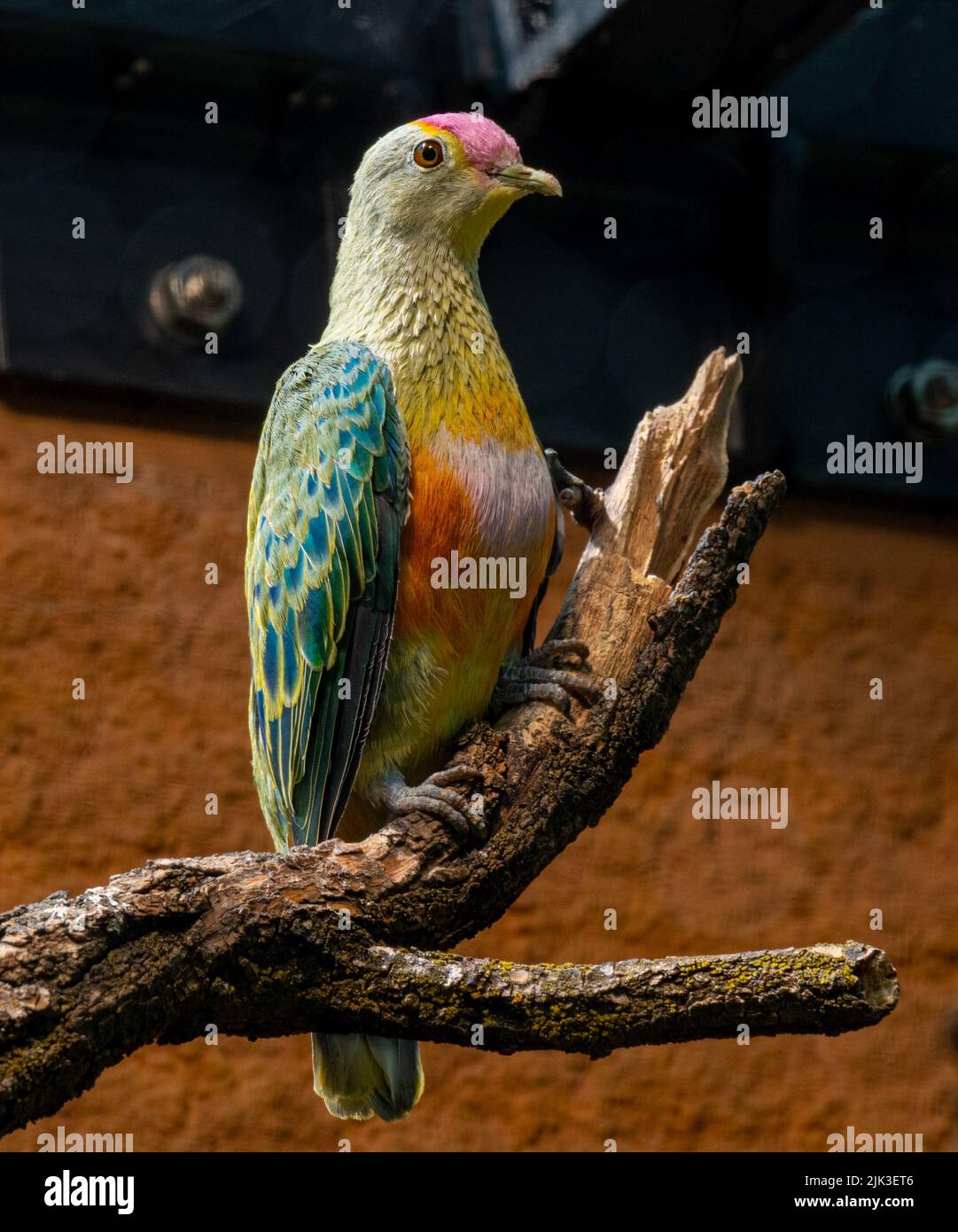 Rose-crowned fruit pigeon (Ptilinopus regina), lives in rainforest ...