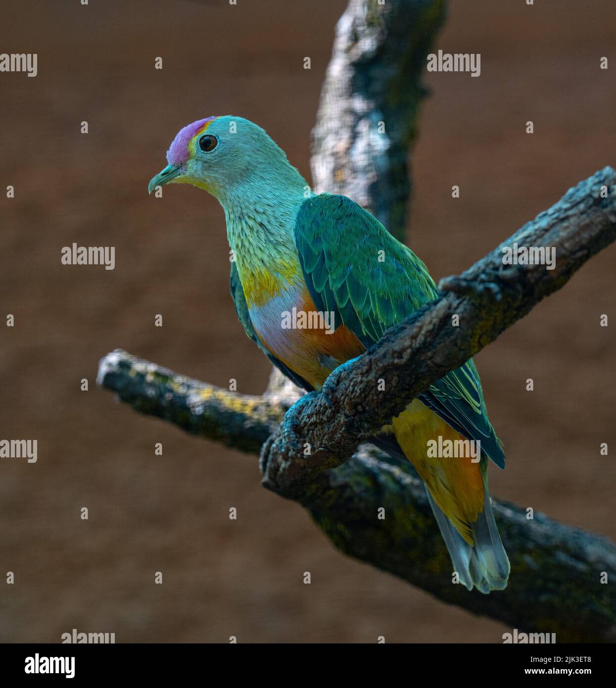 Rose-crowned fruit pigeon (Ptilinopus regina), lives in rainforest ...