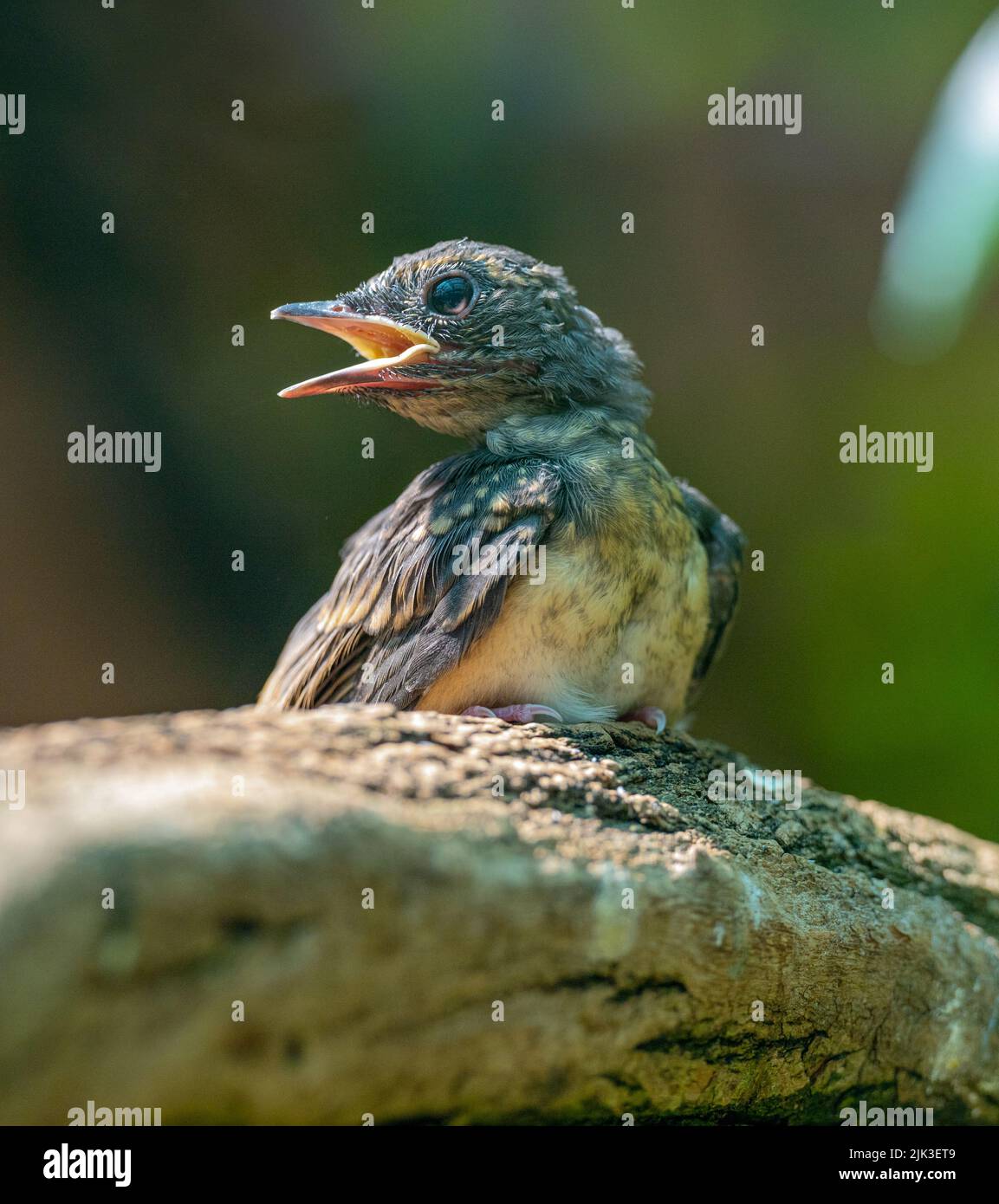Shama bird hi-res stock photography and images - Alamy