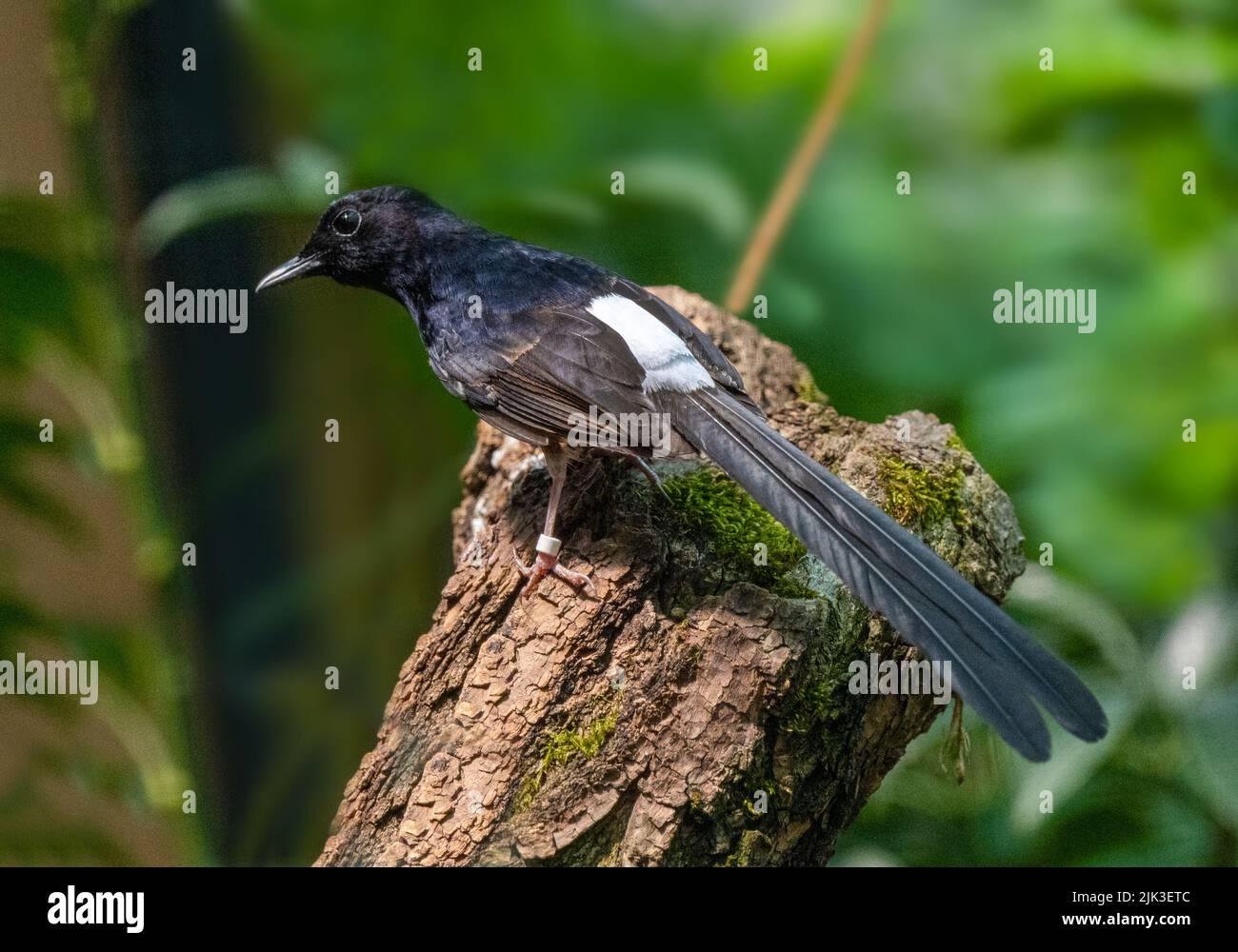 Shama bird hi-res stock photography and images - Alamy