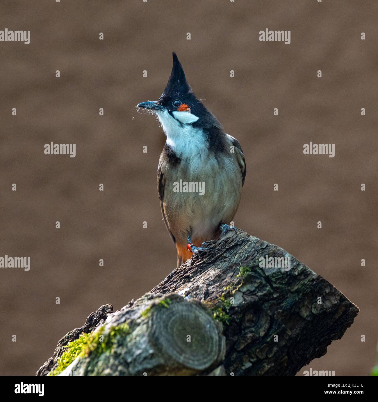 Red-whiskered Bulbul (Pycnonotus jocosus) adult, perched on tree Stock ...