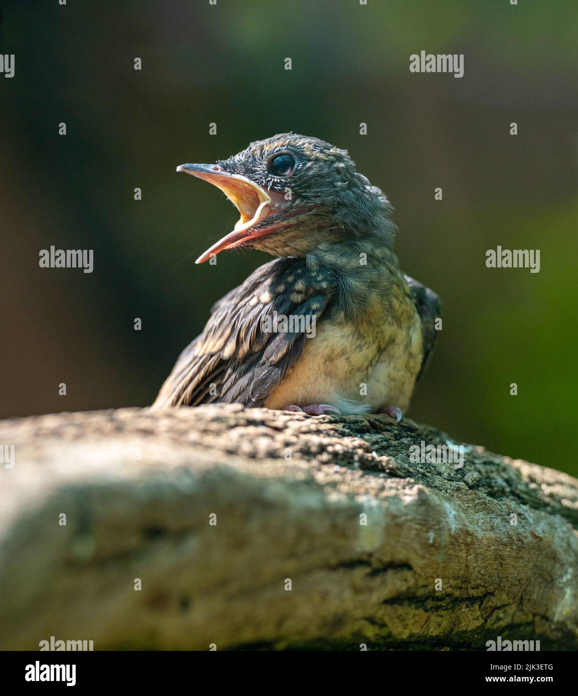 Shama bird hi-res stock photography and images - Alamy