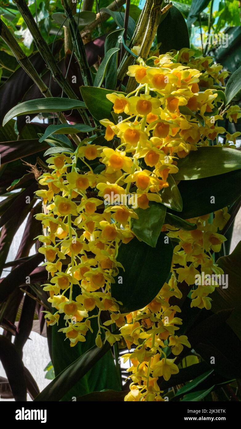 Dendrobium orchid yellow hi-res stock photography and images - Alamy