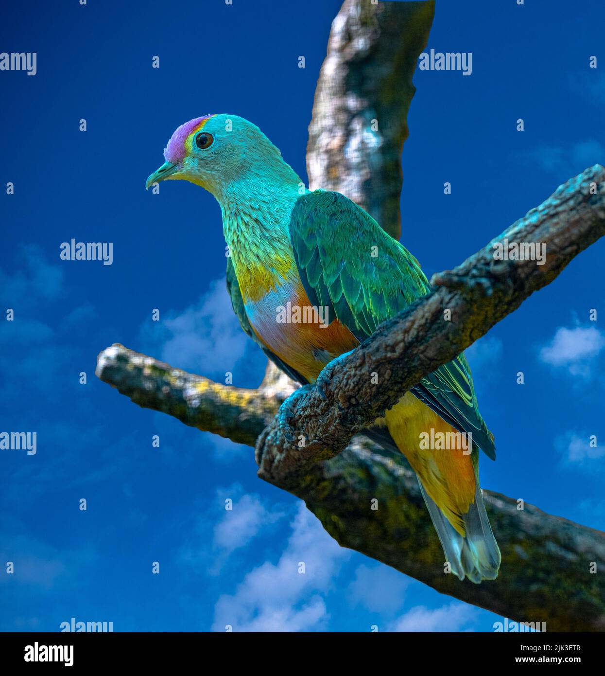 Rose-crowned fruit pigeon (Ptilinopus regina), lives in rainforest ...