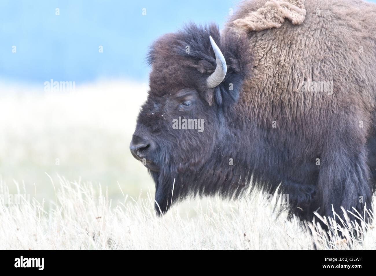 Mighty bison yellowstone national hi-res stock photography and images - Alamy