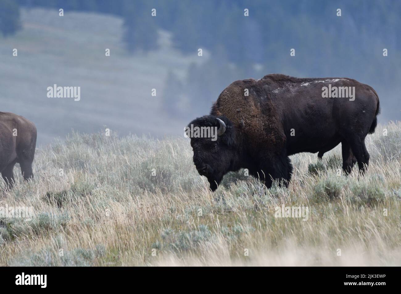 Mighty bison yellowstone national hi-res stock photography and images - Alamy