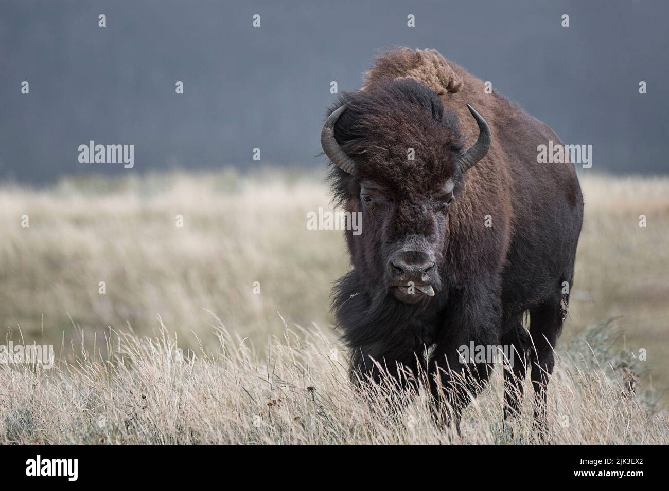 Mighty bison yellowstone national hi-res stock photography and images ...