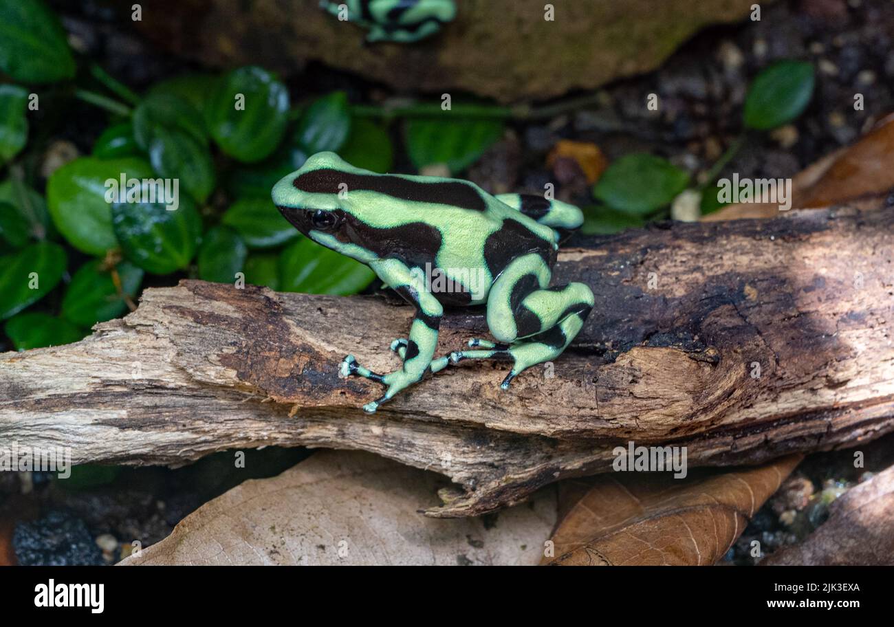 Green & Black Poison Dart Frog, Dendrobates auratus. Its bright ...