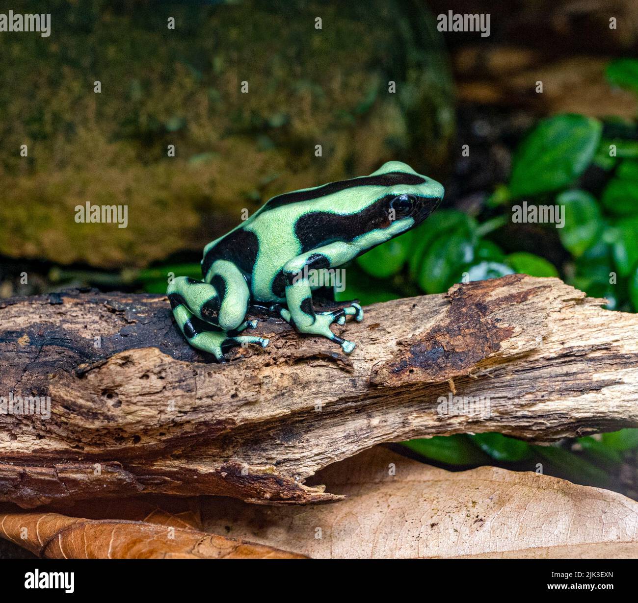 Green & Black Poison Dart Frog, Dendrobates auratus. Its bright ...