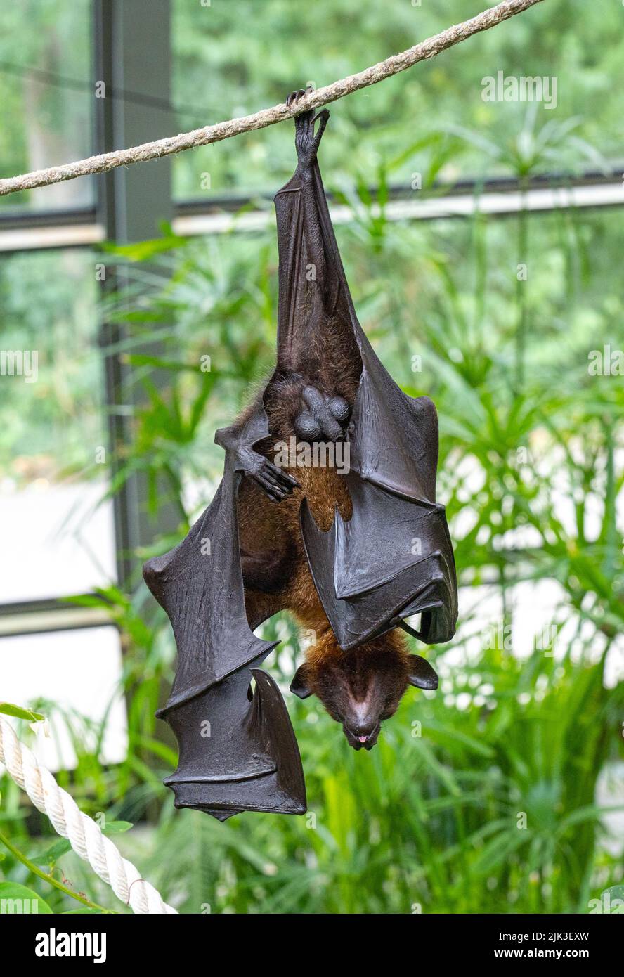 Flying foxes in a tree hi-res stock photography and images - Alamy