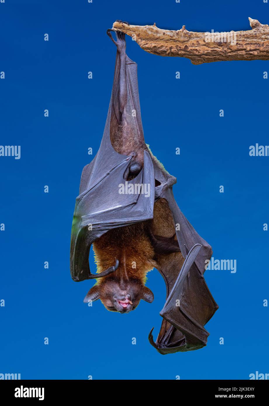 Comores flying fox hi-res stock photography and images - Alamy