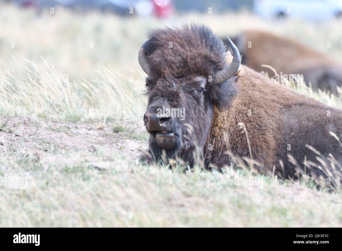 Mighty Bison at Yellowstone National Park USA Stock Photo - Alamy