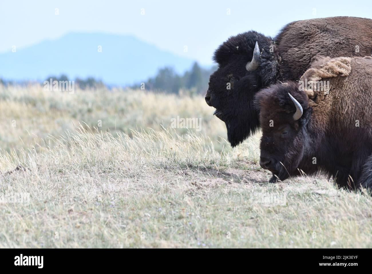 Mighty Bison at Yellowstone National Park USA Stock Photo - Alamy