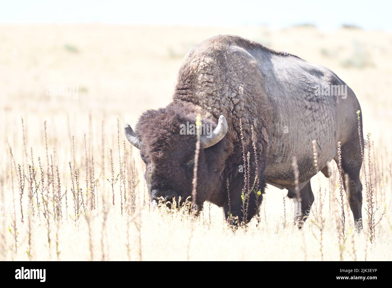 Mighty Bison at Yellowstone National Park USA Stock Photo - Alamy