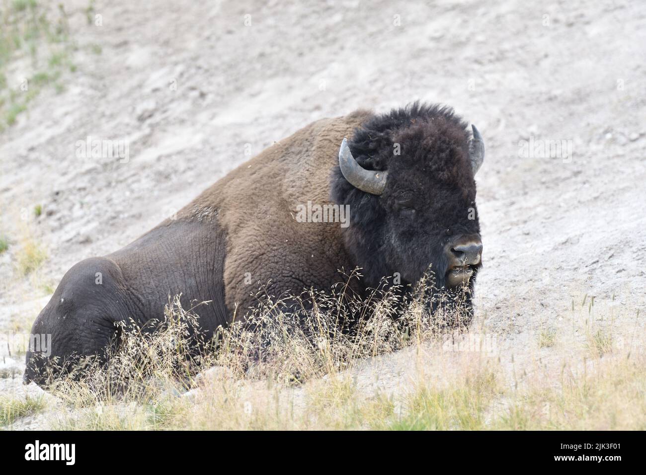Giant bison hi-res stock photography and images - Alamy