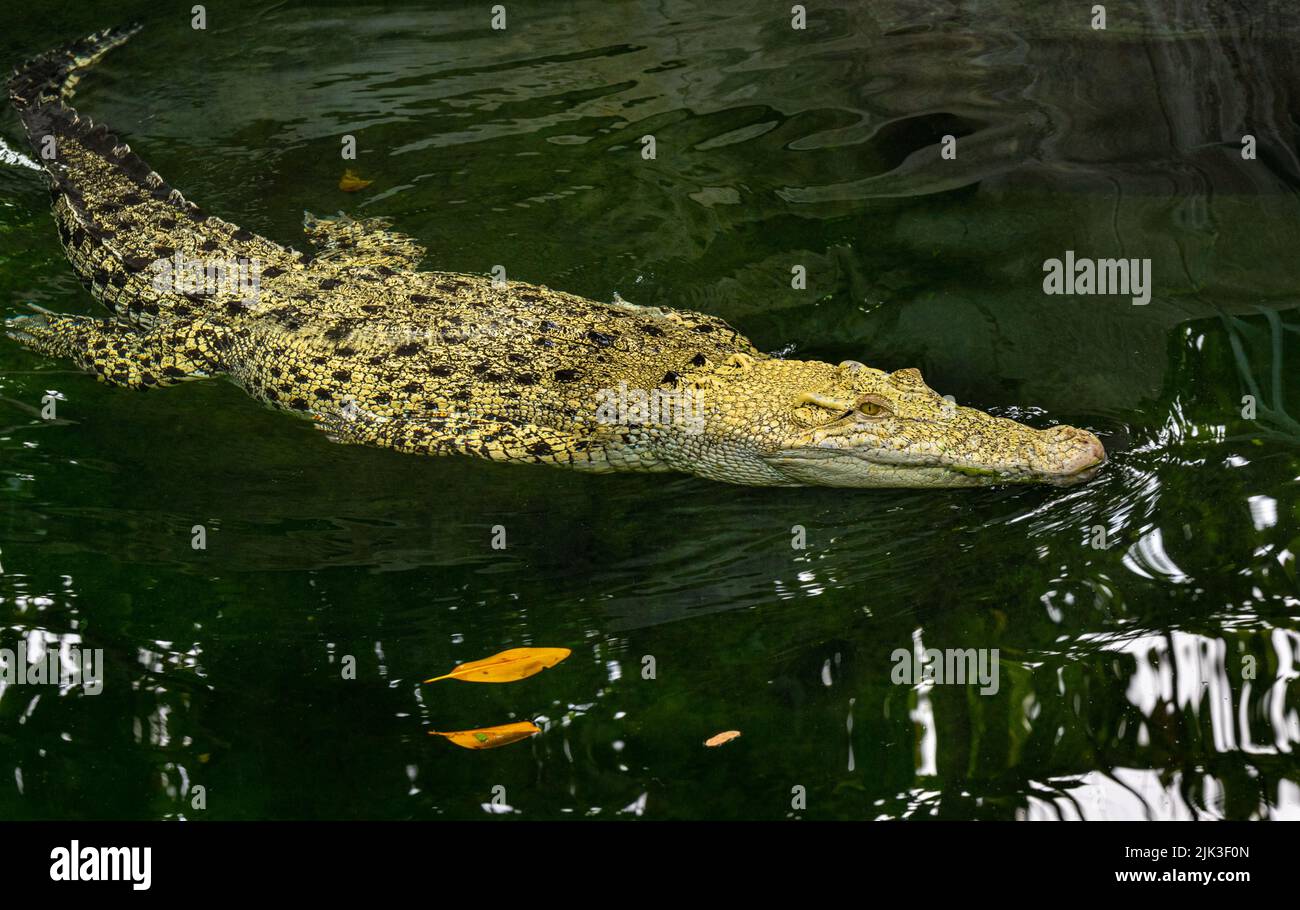 White Saltwater crocodile, also (Crocodylus porosus), albino, mossed ...