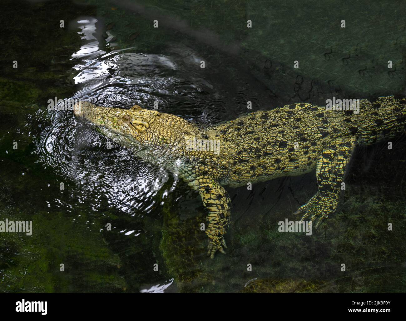 White Saltwater crocodile, also (Crocodylus porosus), albino, mossed ...