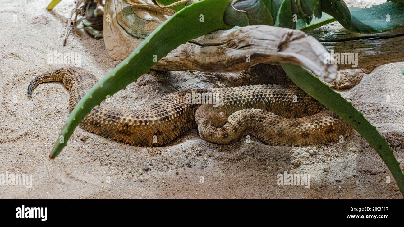 Horned Viper, Long-nosed Viper or Common Sand Adder (Vipera ammodytes ...