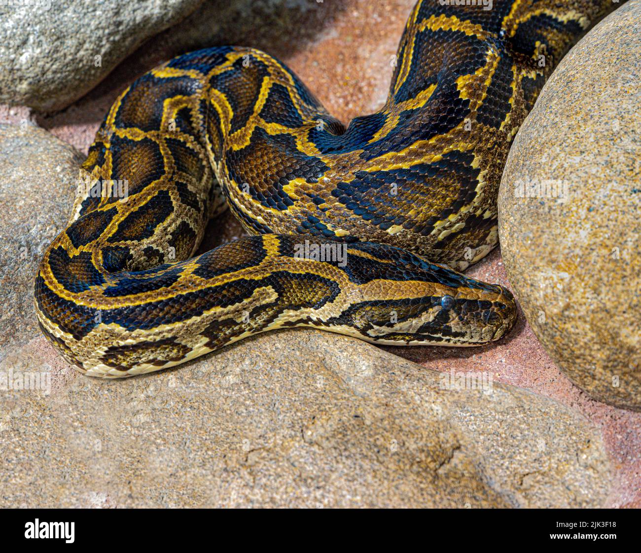 Predator of native species hi-res stock photography and images - Alamy