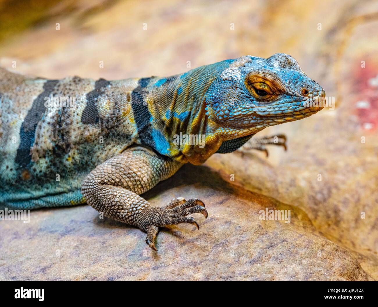 Portrait of Baja blue rock lizard (Petrosaurus thalassinus) basking on ...
