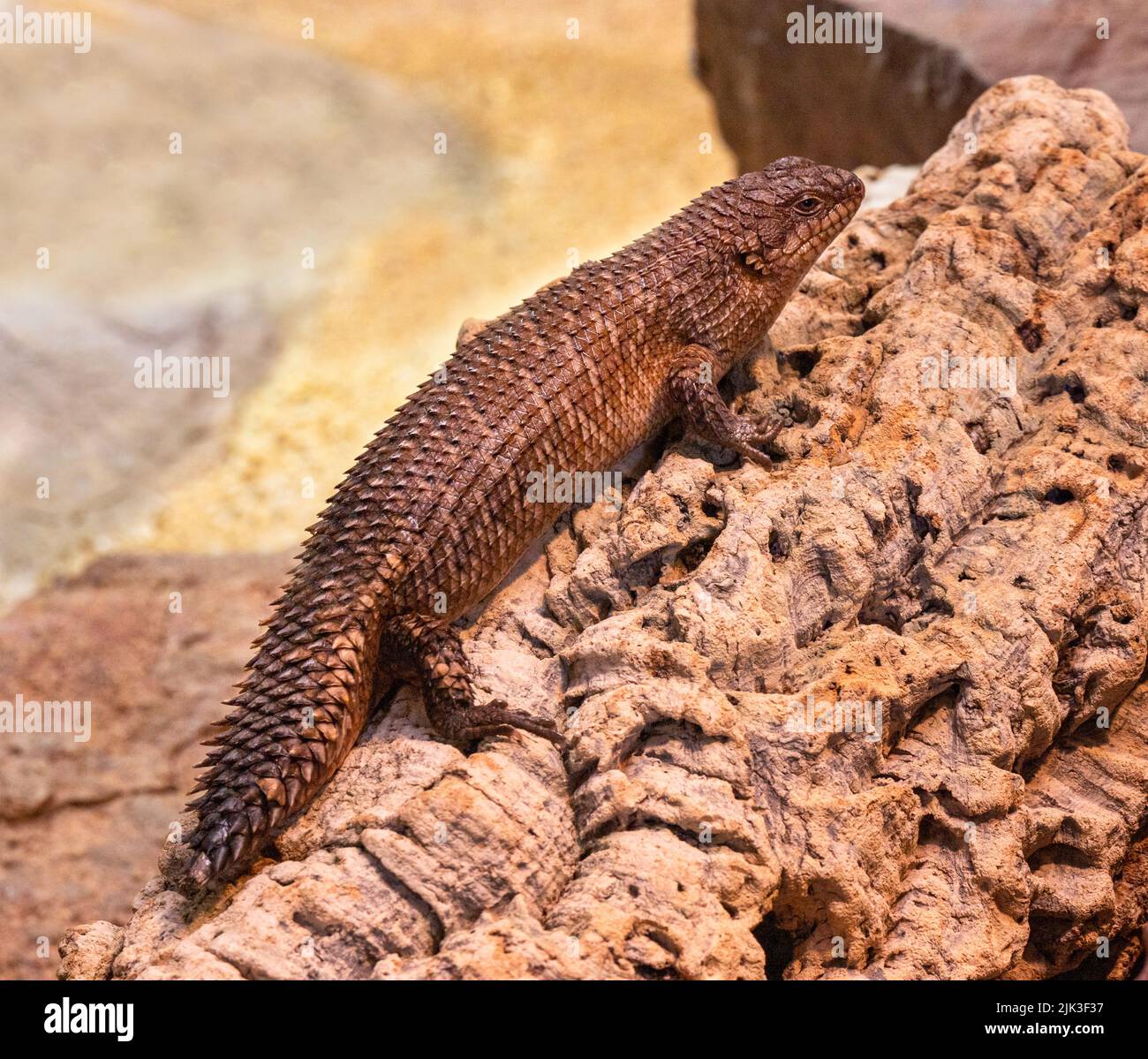 Gidgee Skink (Egernia stokesii), very rare, threatened species. Habitat ...