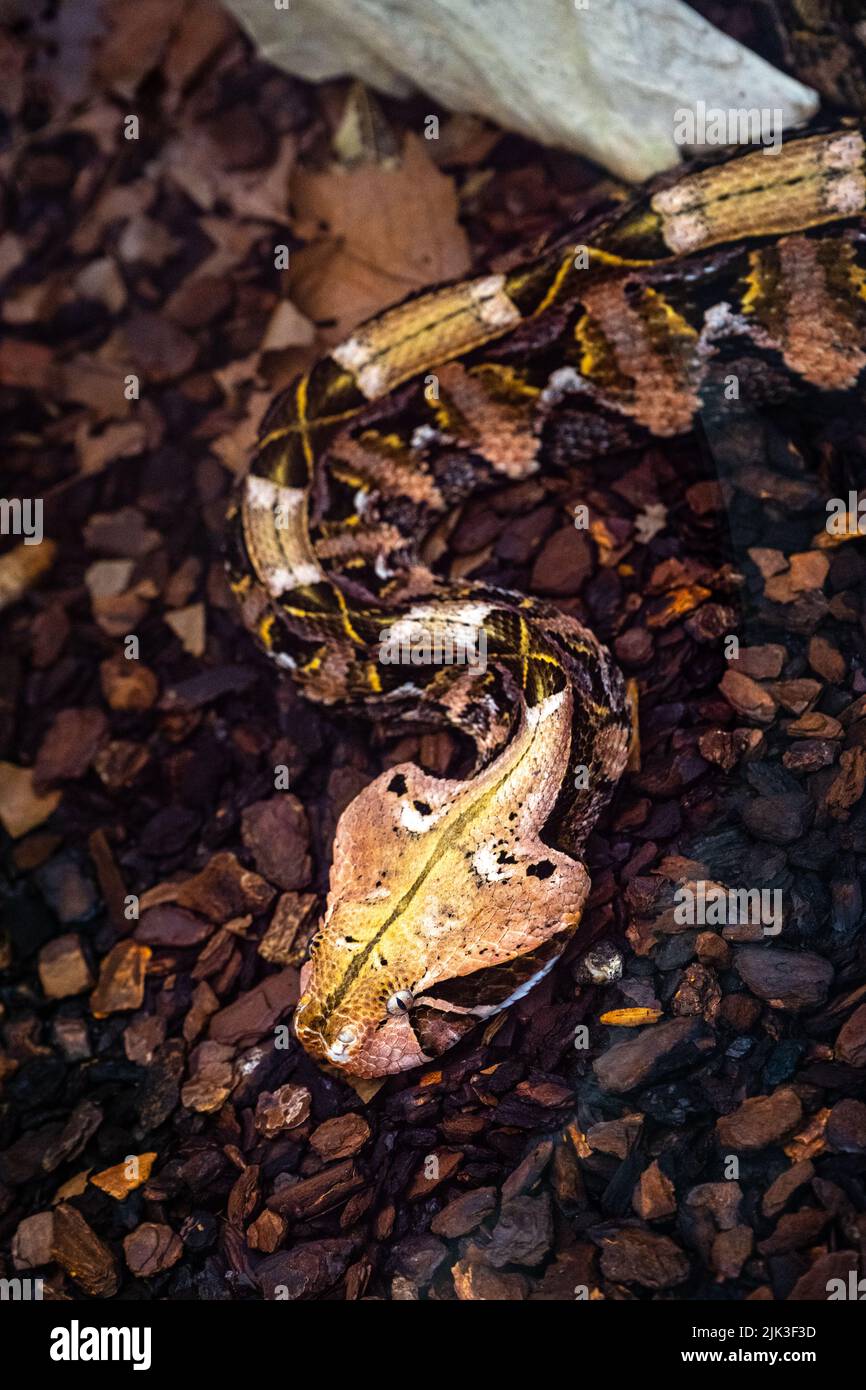 Gaboon viper or Western gaboon viper (Bitis gabonica), Viperidae Stock ...