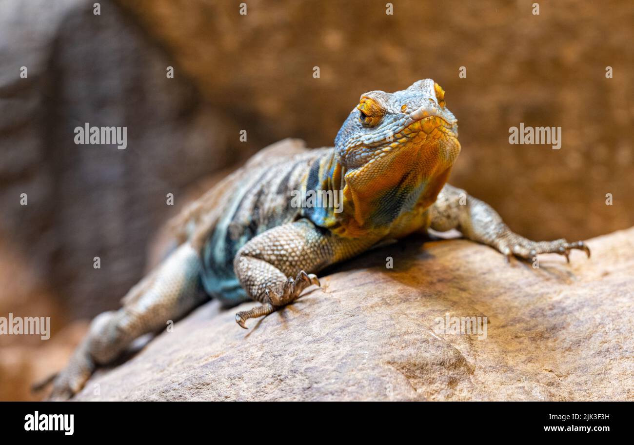 Portrait of Baja blue rock lizard (Petrosaurus thalassinus) basking on ...