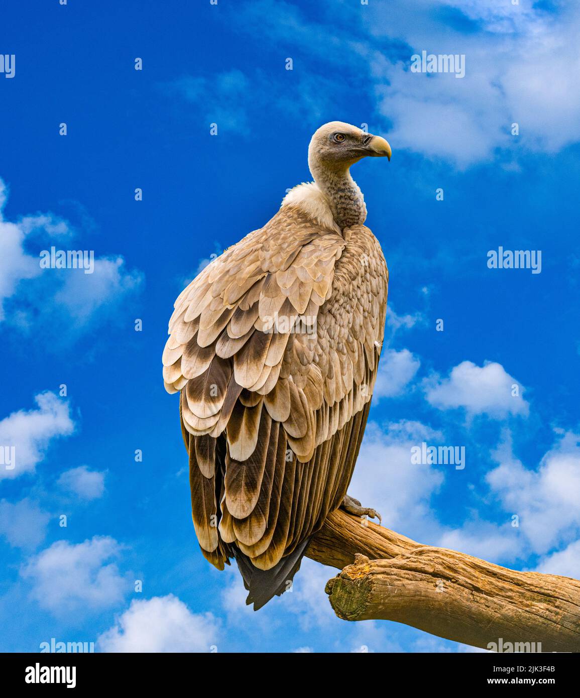 Common white headed griffon vulture hi-res stock photography and images ...