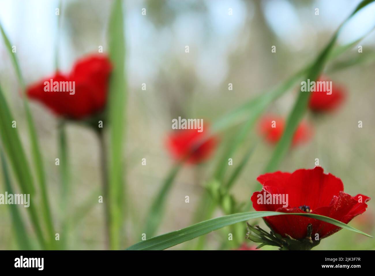 Calanit hi-res stock photography and images - Alamy