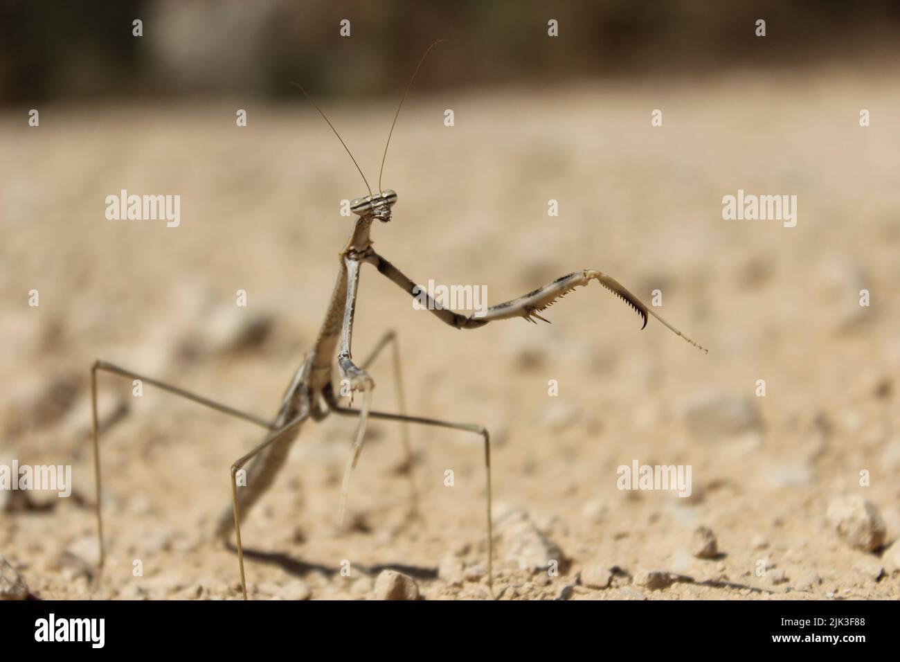 A brown praying mantis ready to strike Stock Photo - Alamy