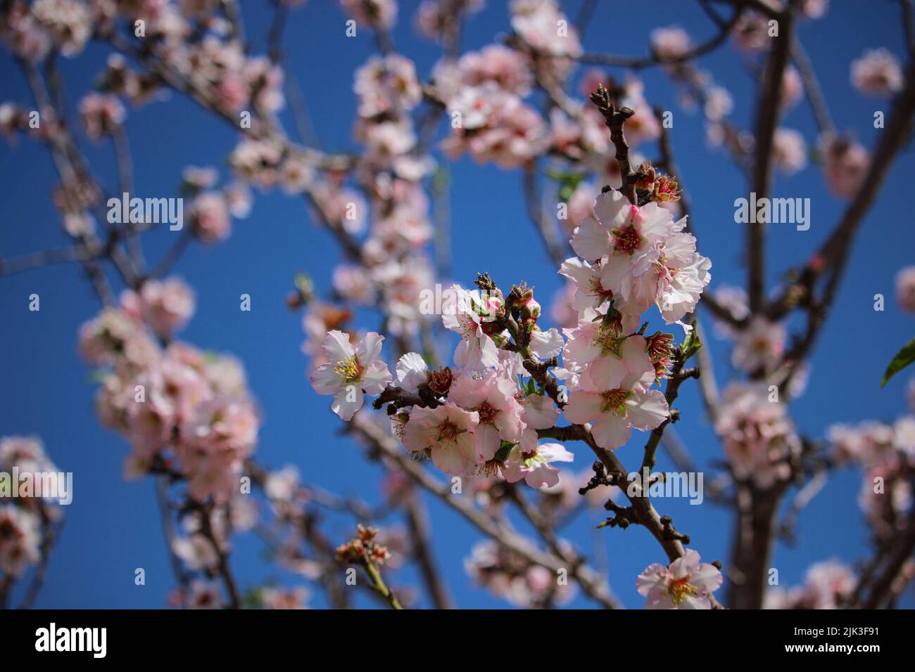 Top almond tree branches hi-res stock photography and images - Alamy