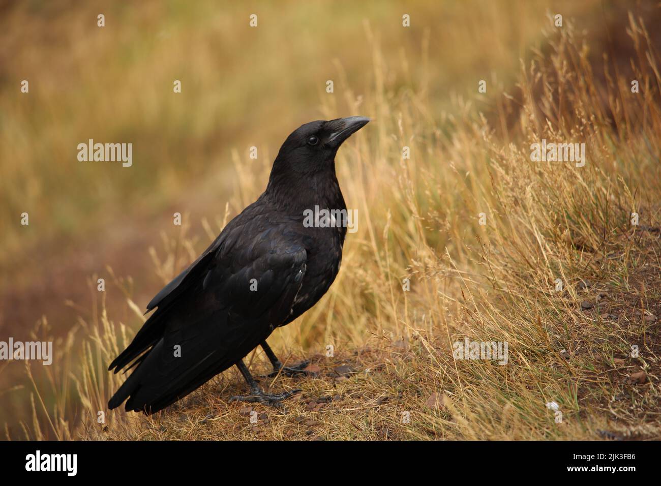 Staring raven hi-res stock photography and images - Alamy