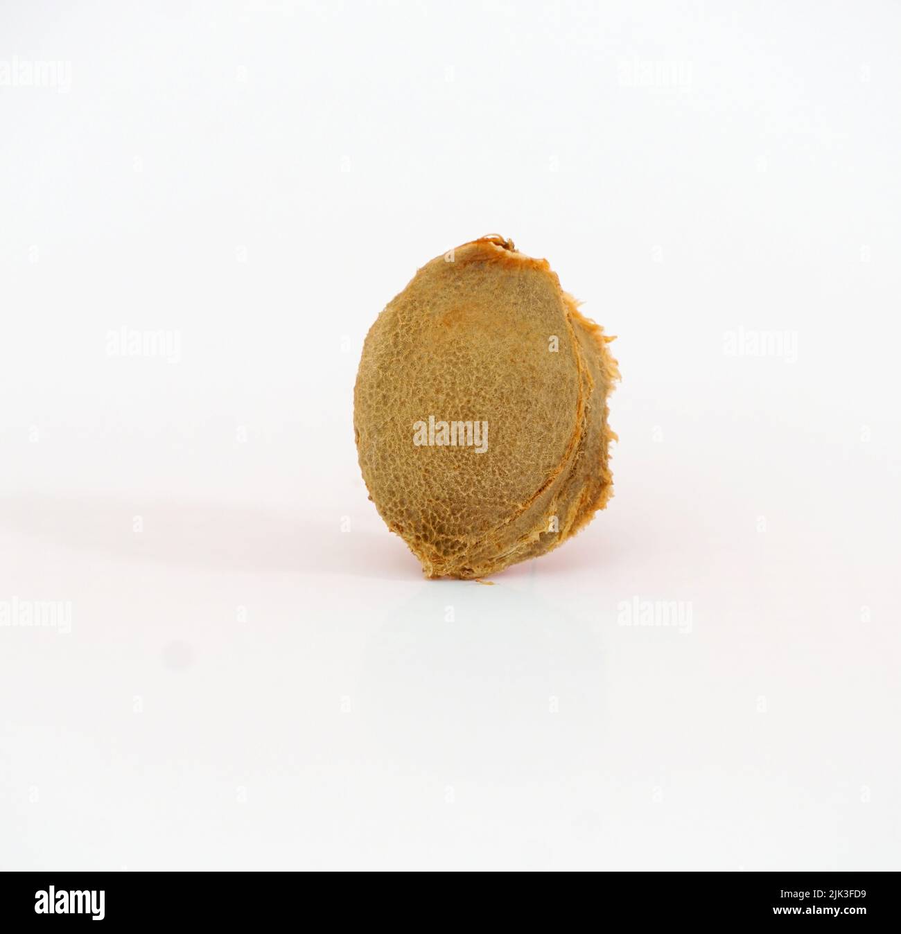 apricot kernel isolated on white background Stock Photo - Alamy