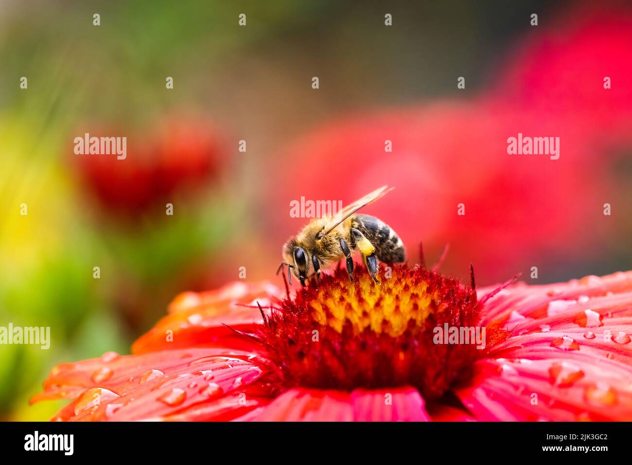 Closeup of Honey bee collecting pollen from red flower Stock Photo - Alamy