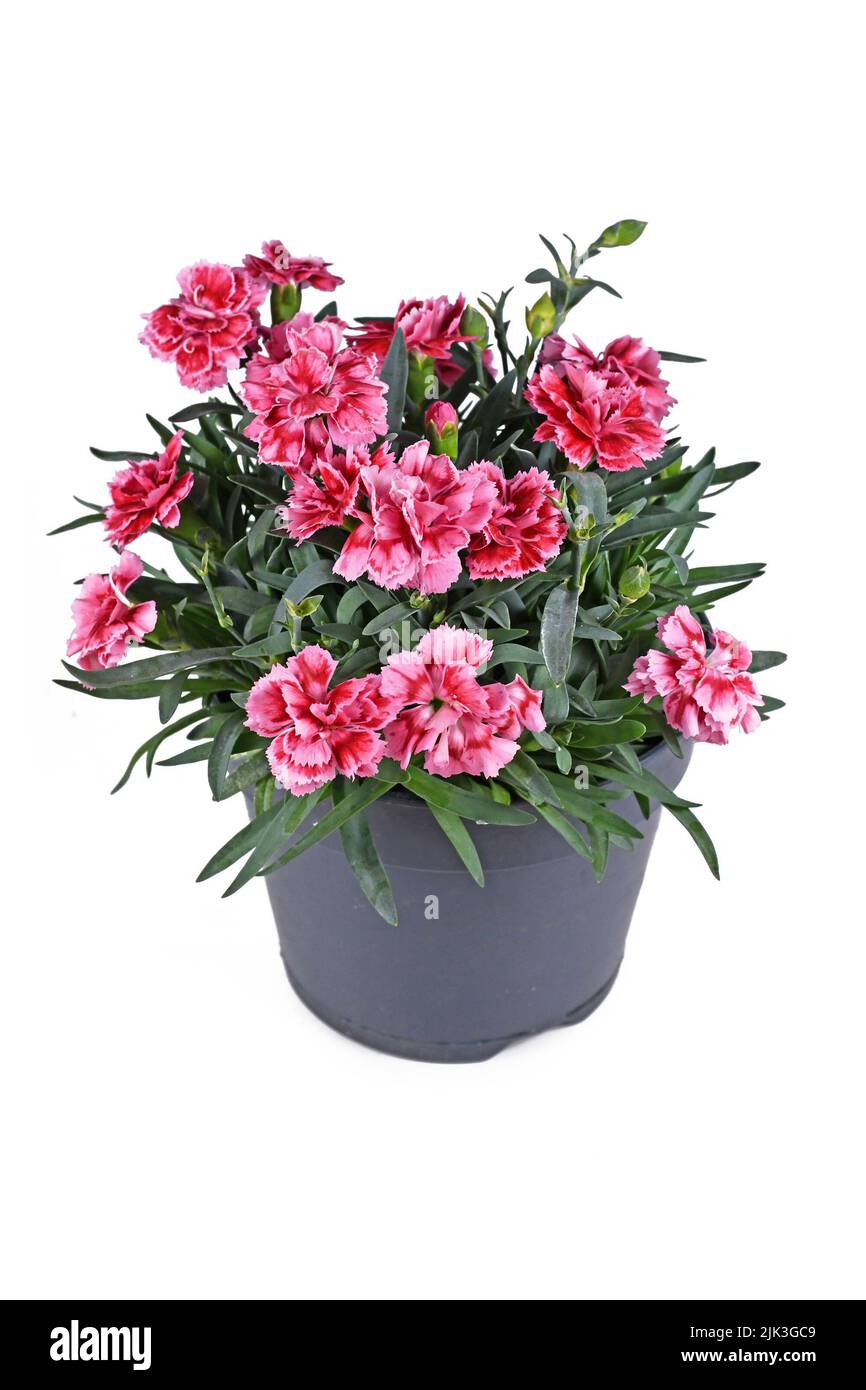 Pink Dianthus flowers in pot on white background Stock Photo - Alamy