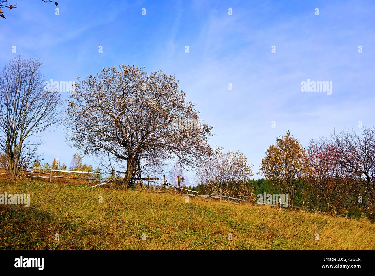 Autumn trees with falling leaves on a rural pasture, withering yellow ...