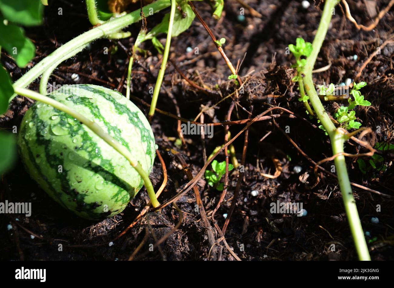 Small watermelon in gardens on terraces rooftop of house gardening ...