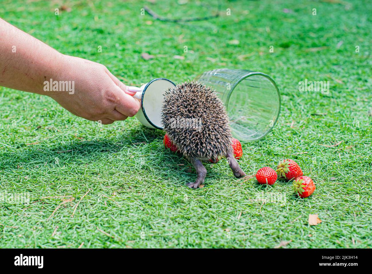Hedgehog lobster hi-res stock photography and images - Alamy