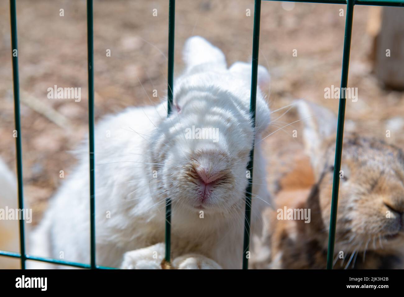 the muzzle of a white rabbit sticks out between the bars Stock Photo ...