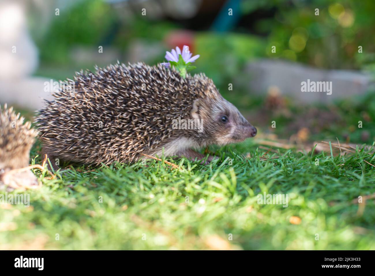 a big hedgehog on the green grass with a daisy Stock Photo - Alamy