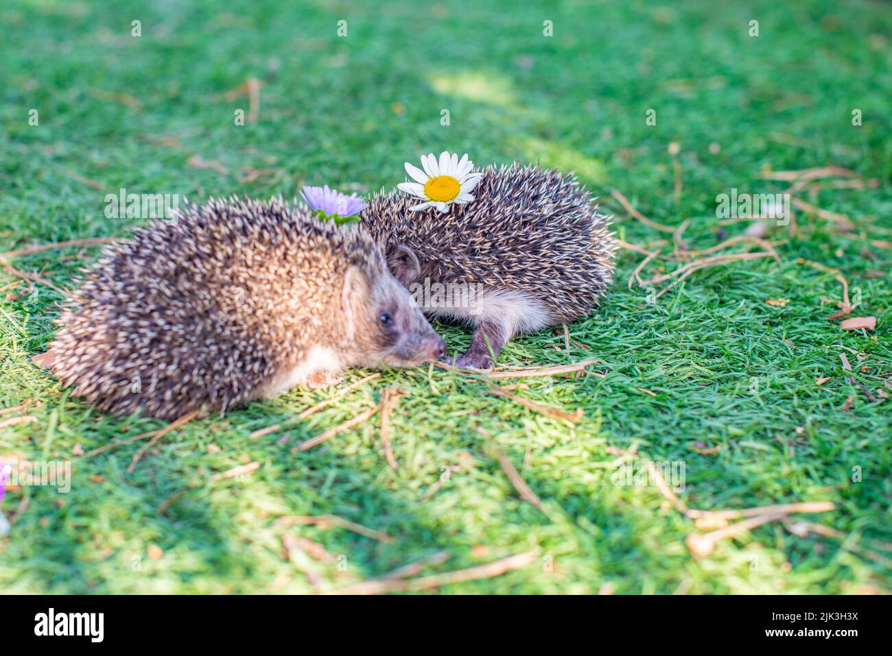 two hedgehogs on the green grass with chamomile Stock Photo - Alamy