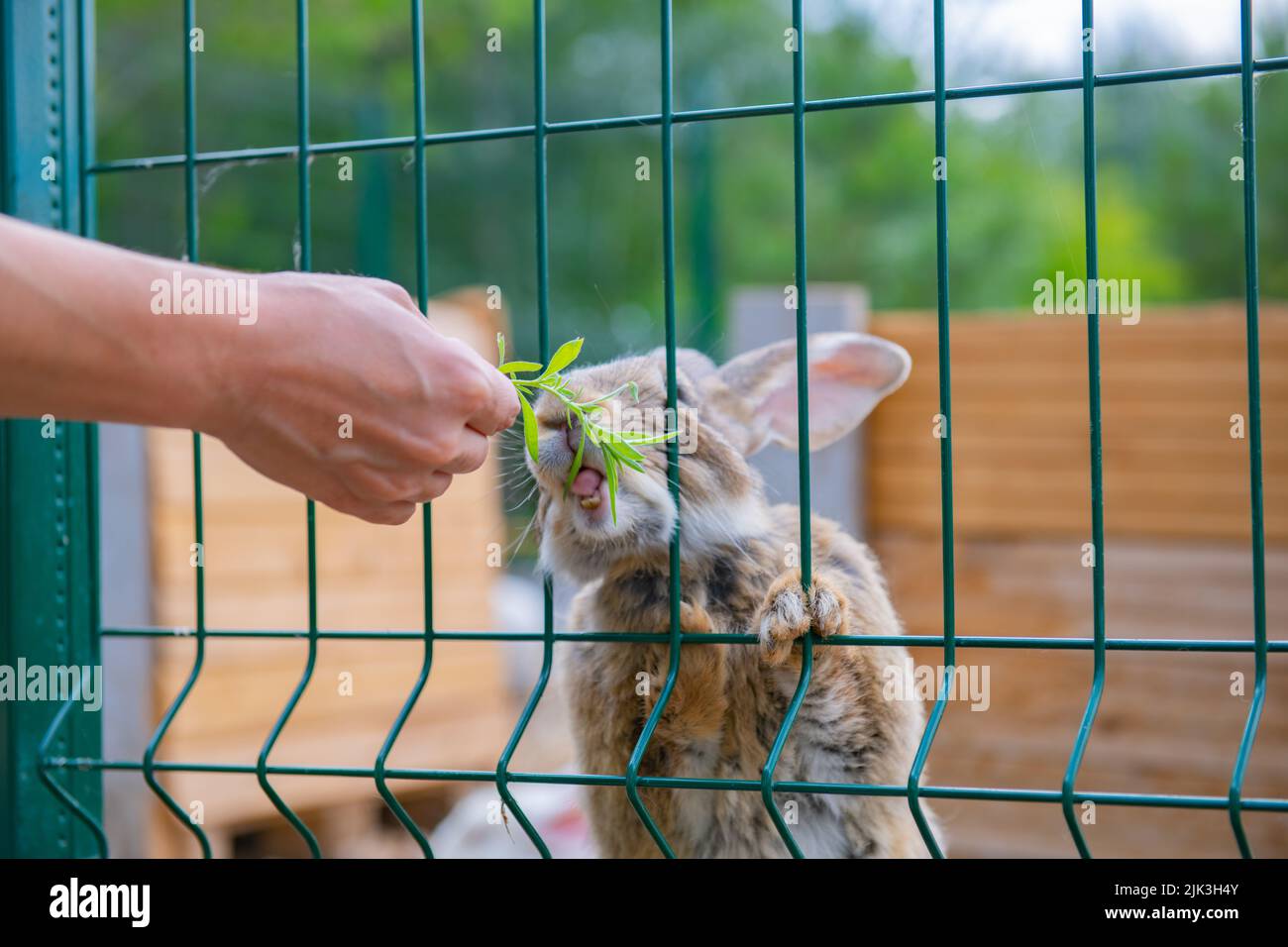 a huge gray rabbit eats grass through the bars Stock Photo - Alamy