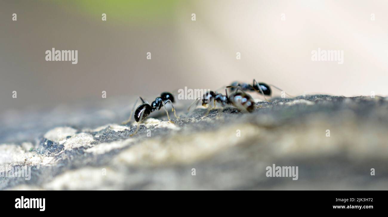 Gaster ants hi-res stock photography and images - Alamy
