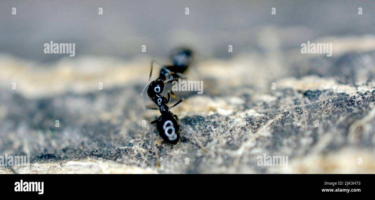 Ants carrying food in close hi-res stock photography and images - Alamy