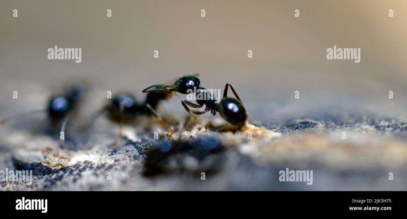 Gaster ants hi-res stock photography and images - Alamy