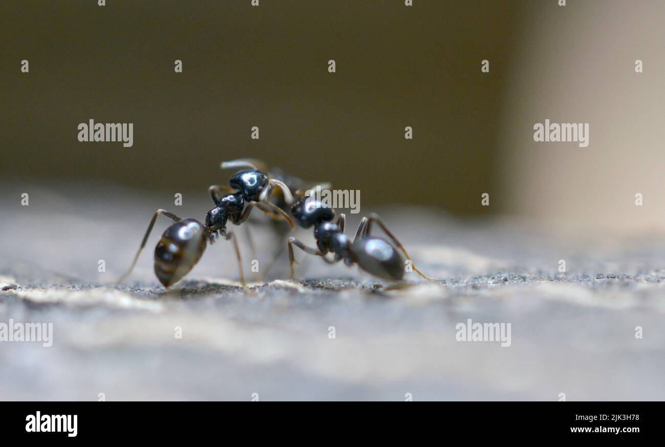 Gaster ants hi-res stock photography and images - Alamy